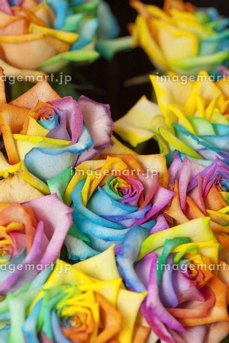 着色されたバラの花の写真素材 24524226 イメージマート