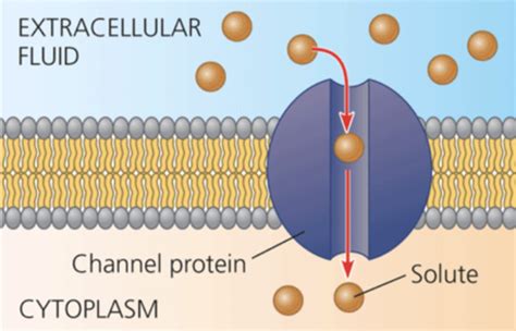 Chapter Membrane Structure And Function Flashcards Quizlet