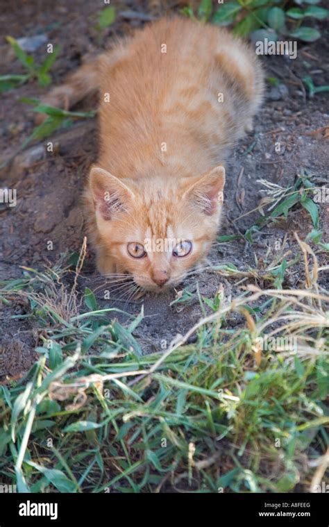 A Stray Cute Ginger Kitten In The Dirt Ready To Pounce Stock Photo Alamy