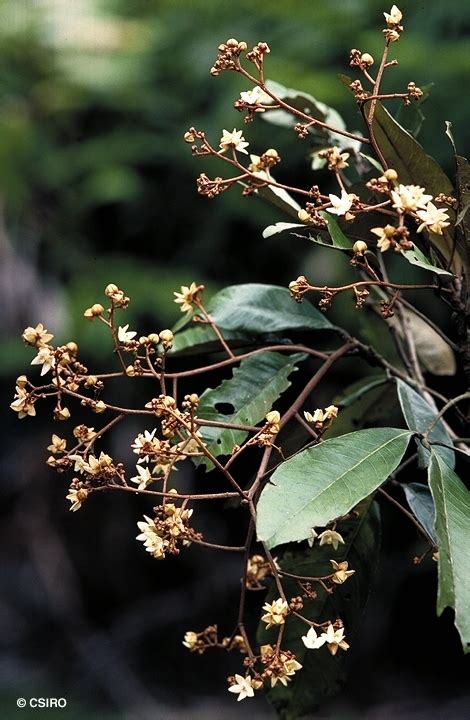 Argyrodendron Trifoliolatum