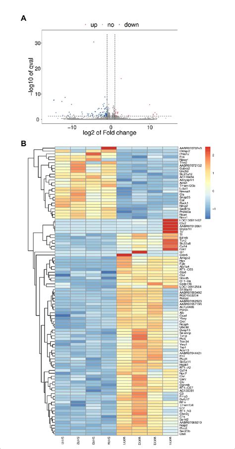 A Volcano Plot Of Differentially Expressed Genes B Heatmap Of Download Scientific Diagram