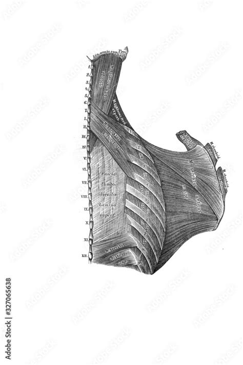 Broad Back Muscles In The Old Book The Anatomie Of A Human By M P Vishnevskiy Moscow