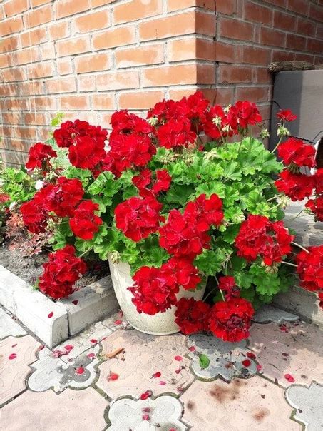 Продам укорененные черенки сортовой пеларгонии Calliope Dark Red Растут в 0 5 л стаканчиках В