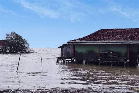 Foto Cegah Kerugian Banjir Rob Di Pesisir Indonesia Perlu Penanganan
