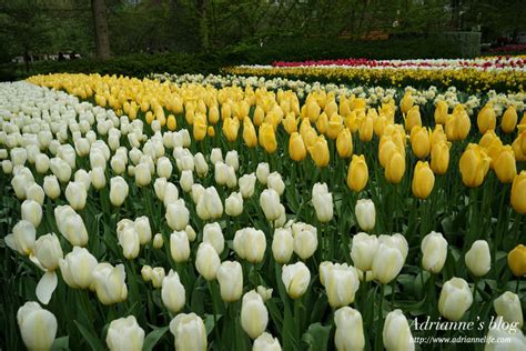 【環遊歐洲68天】day15 1 庫肯霍夫keukenhof。世界最大最知名的鬱金香花園內有詳細交通資訊 倩兒☓魯蛋 夢享生活