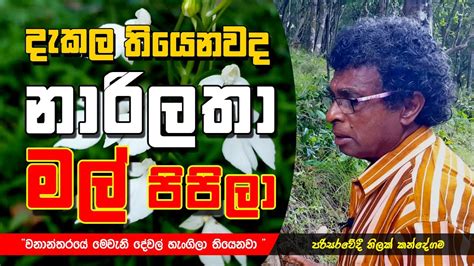 දැකල තියෙනවද නාරිලතා මල් තිලක් කන්දේගම A Rare Flower Species