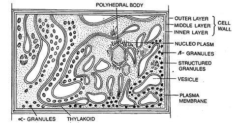 Cyanobacteria Diagram