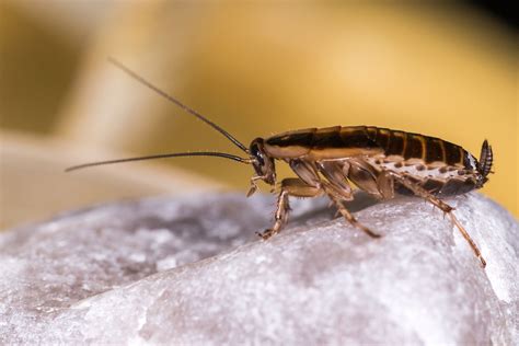 Heres What Cockroach Eggs Look Like—and How To Get Rid Of Them For