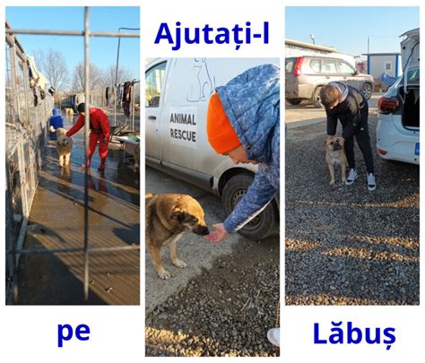 Elevii de la Liceul Aurel Vlaicu în sprijinul animalelor de la