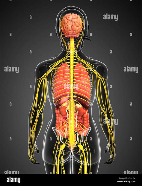 Nervous And Digestive System Abba Humananatomy