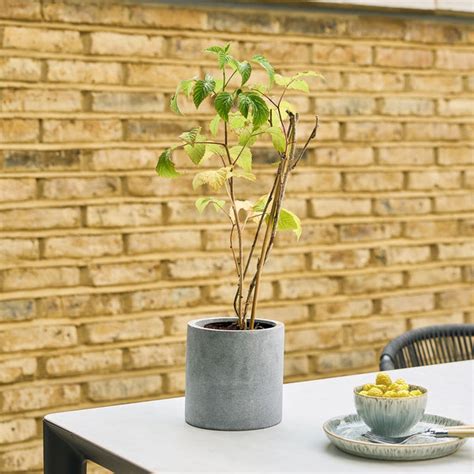 Raspberry Yellow Rubus Idaeus Fallgold Outdoor Plant Delivered