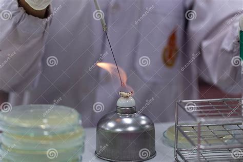 Placa Para Cultivo De Bacterias O Para Identificar La Investigación De