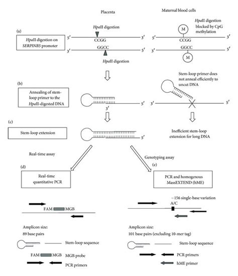 Schematic Diagram Of The Stem Loop Assay Design Targeting The