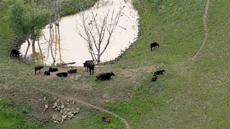 Cow Counting Object Detection Model By Thesis