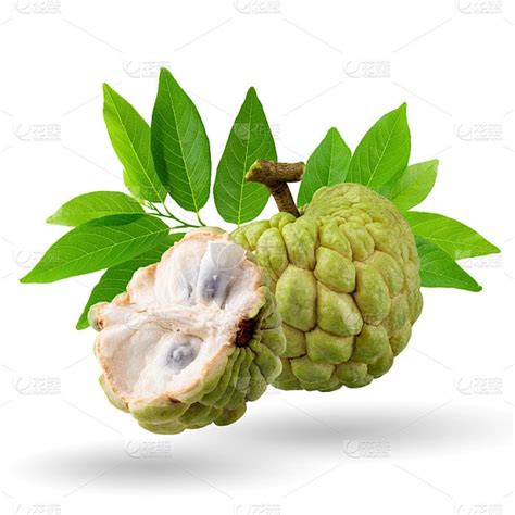 新鲜的番荔枝和苹果果实孤立在白色的背景。素材 花瓣网 新鲜的番荔枝和苹果果实孤立在白色的背景。素材 花瓣网