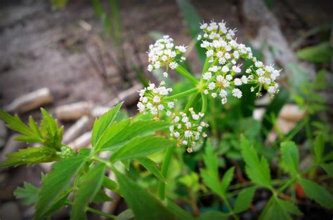 Bunga Desa Pelbagai Warna And Rupa Relaks Minda