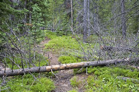 Dead Pine Trees Blocking A Hiking Trail Stock Image C026 7754