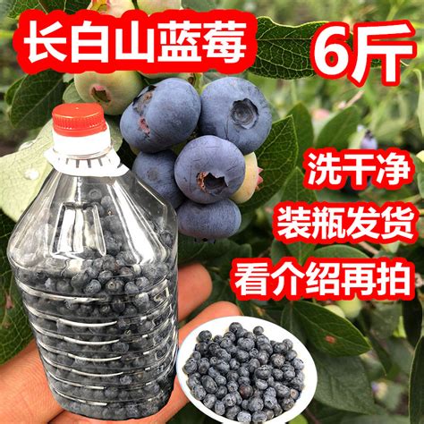 长白山蓝莓鲜果新鲜冷冻6斤装瓶可做果酱果汁酵素泡酒酿红酒果酒虎窝淘