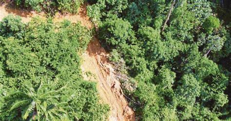 Pemaju Ladang Hutan Di Gunung Bongsu Diarah Tutup Tanah Terdedah Elak