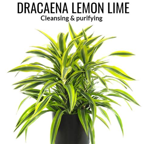 Plant Symbolism And Spiritual Meanings Of Popular Houseplants Yourtango