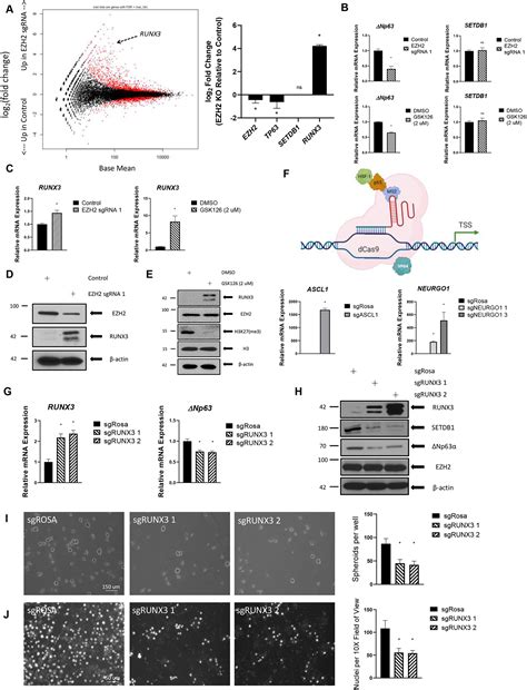 Ezh2 Regulates A Setdb1Δnp63α Axis Via Runx3 To Drive A Cancer Stem