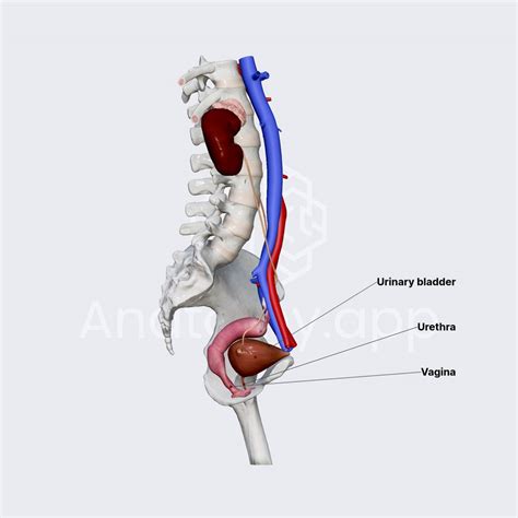 Female Urethra Anatomyapp