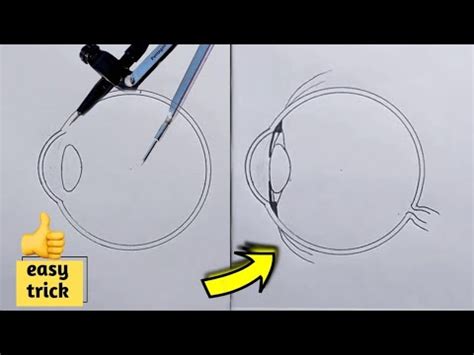 How To Draw Human Eye Diagram Step By Step Easily Easy Way To Draw