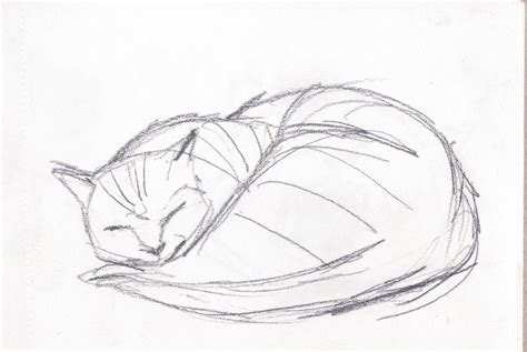 Sleeping Cat Sketch