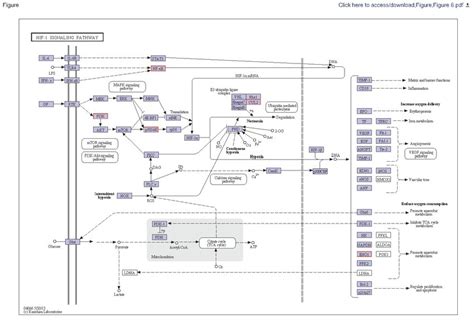 The Hif Signaling Pathway And Upregulated Degs In Hif Pathway From Kegg