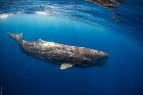 Juvenile Sperm Whale Andy Schmid Underwater Photography