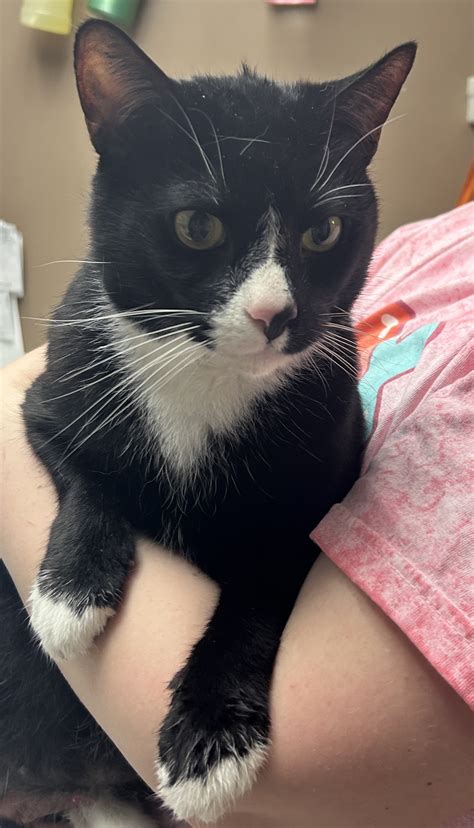 Shadow Courtesy Post Kitty Connection