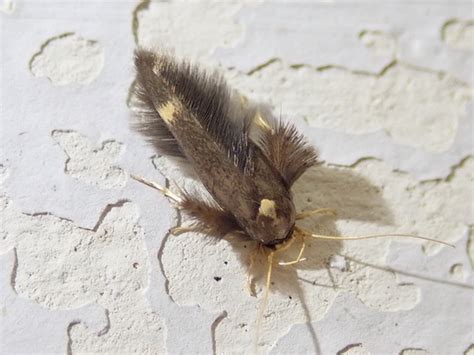 カキノヘタムシガ Stathmopoda masinissa