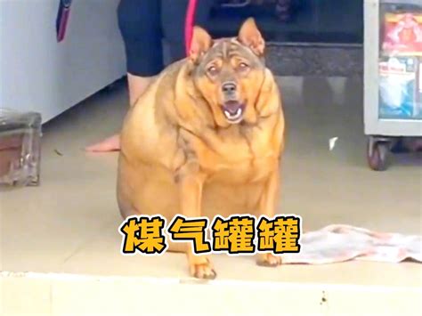 盘点胖成煤气罐的动物，谁家小猫咪干饭五斤五斤干？ 蛙蛙逗你笑 蛙蛙逗你笑 哔哩哔哩视频