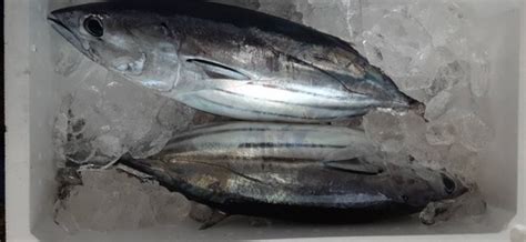 カツオ約7k4入 3 5k 2尾2合 約7kg 釣 UUUO ウーオ