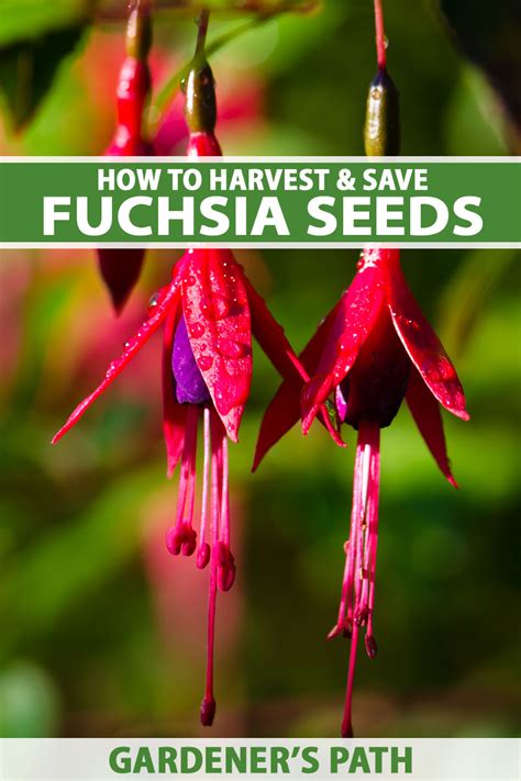 How To Harvest And Save Fuchsia Seeds Gardeners Path