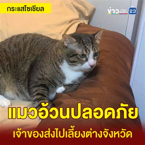 เผยอาการแมวอ้วน น้ำหนัก 8 5 โล ข่าวเวิร์คพอยท์ 23