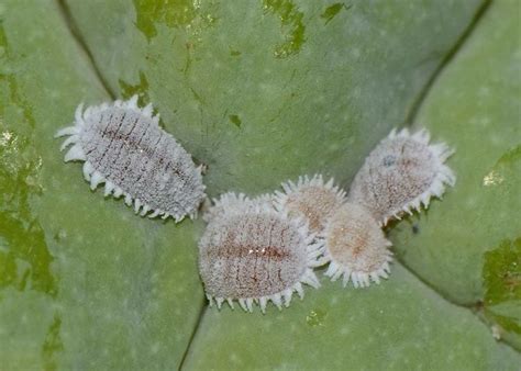 Planococcus Citri ~ Everything You Need To Know With Photos Videos