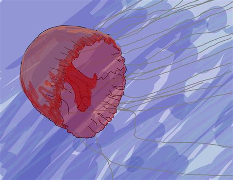 Jellys Cnidocytes And Ouch Biology Things