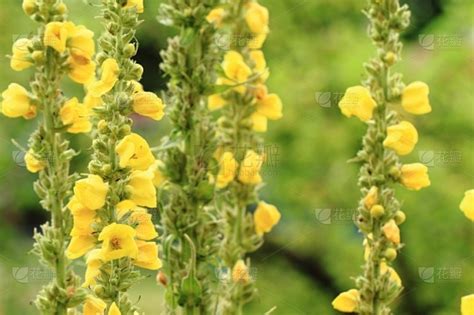 背景 毛蕊花属 自然 黄色 暗色 垂直画幅 图像 花朵 美 无人