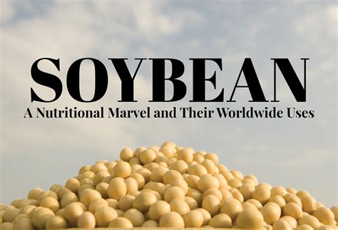 Soybeans A Nutritional Marvel And Their Worldwide Uses By Aem
