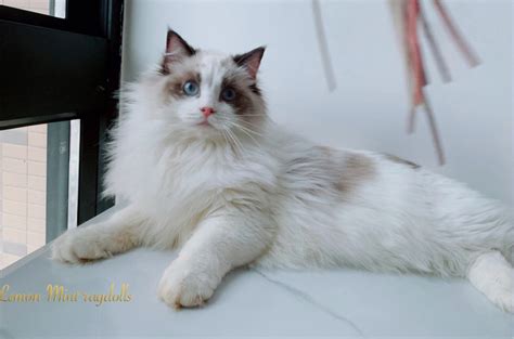 玳瑁布偶猫玳瑁布偶猫图片大全大山谷图库