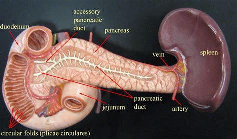Pancreas Anterior Model Anatomie Gesundheit
