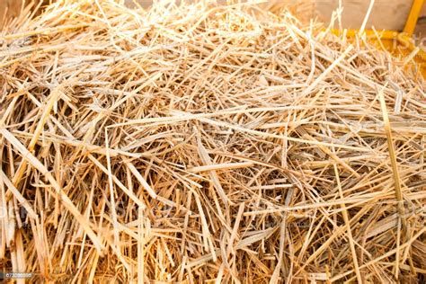 Textura De Fondo De Paja Foto De Stock Y Más Banco De Imágenes De