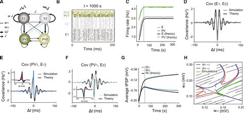 Emergence Of Co Tuning In Inhibitory Neurons As A Network Phenomenon