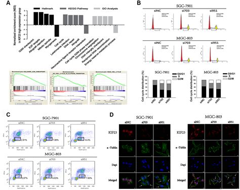 Kif23 Activated Wnt β Catenin Signaling Pathway Through Direct