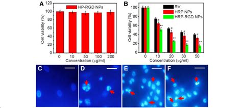 A Cell Viability Of Panc 1 Cells After Treatment With Hprgd Nps For 24