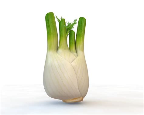 Fennel 3d Model Flippednormals