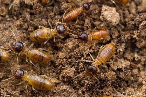 Order Blattodea Cockroaches And Termites Gil Wizen