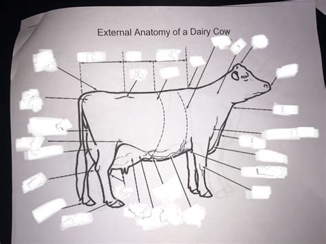 Dairy Cattle External Anatomy At Patricia Pacheco Blog