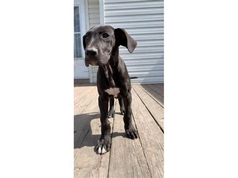 4 Female Great Danes New Bern Puppies For Sale Near Me